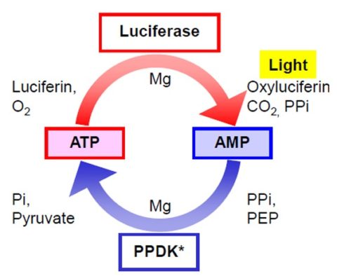 Lucipac Pen Aqua para análisis ATP+AMP muestras líquidas - Akralab